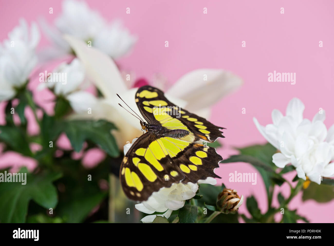 Colorful yellow butterfly Stock Photo - Alamy
