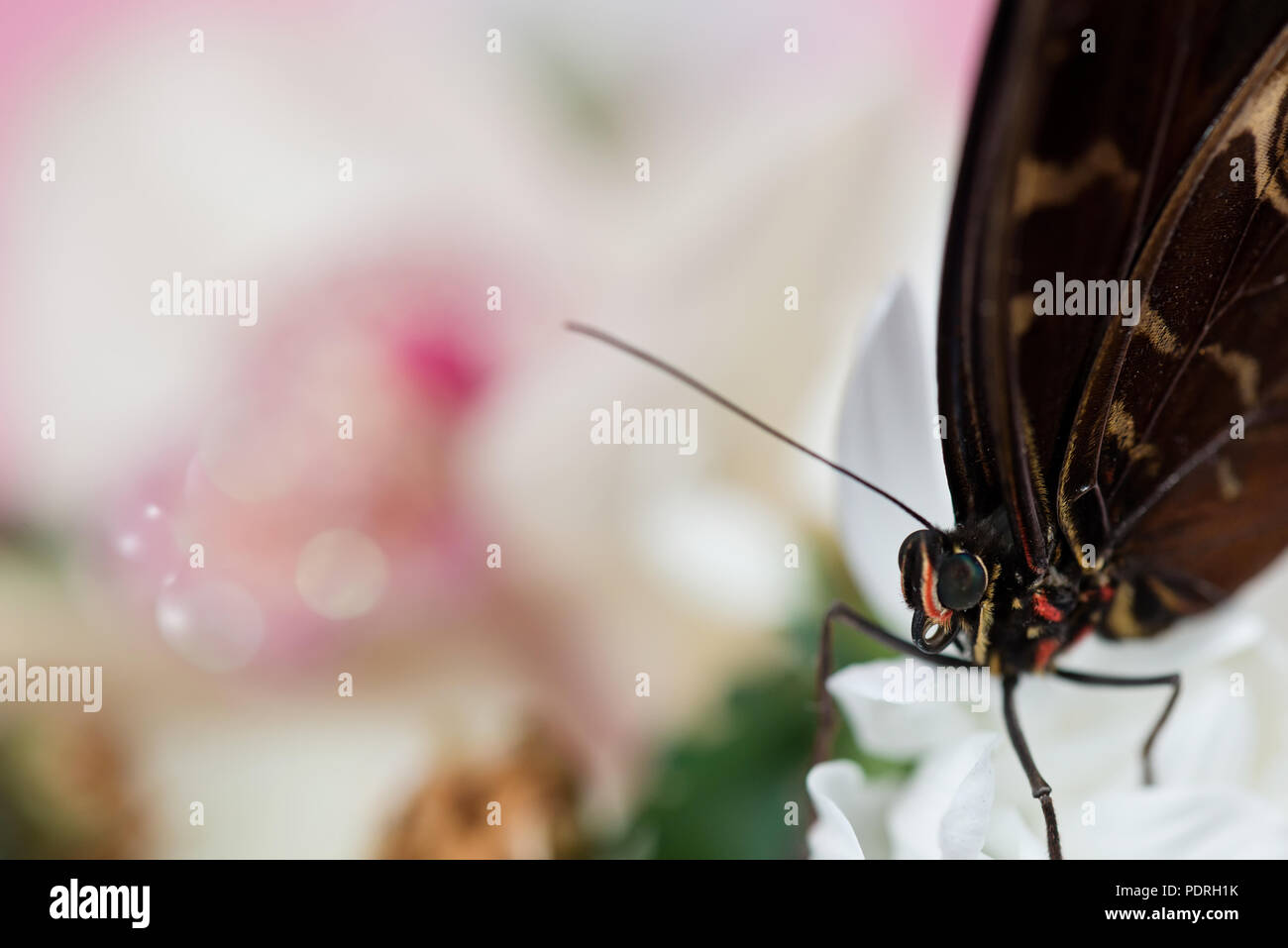Morpho body hi-res stock photography and images - Alamy
