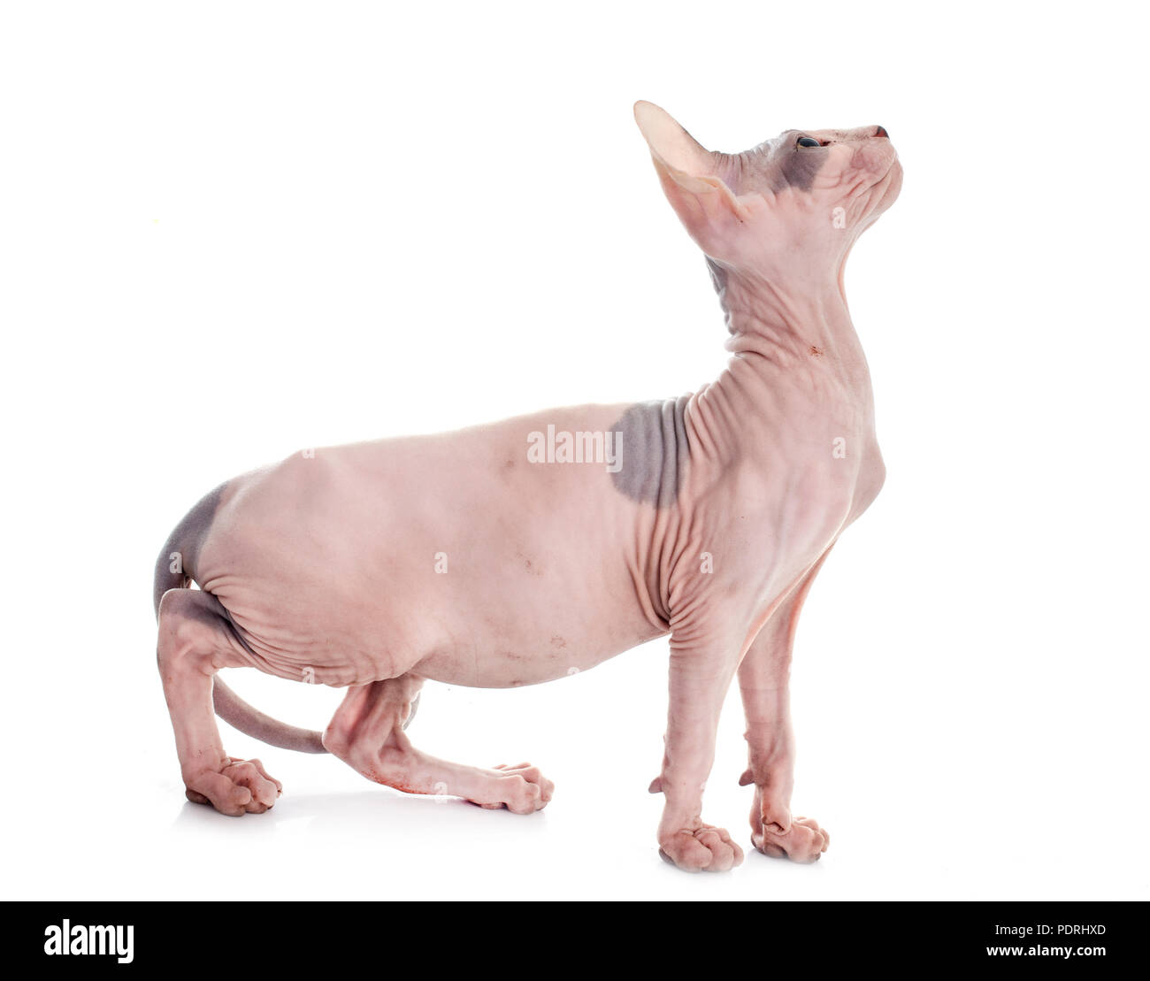 Sphynx Hairless Cat in front of white background Stock Photo - Alamy