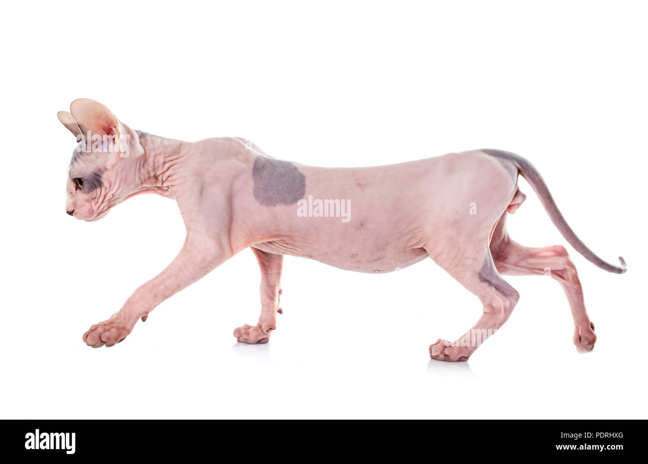 White Hairless Cat Sphynx Hairless Cat, 4 Years Old, Against White ...