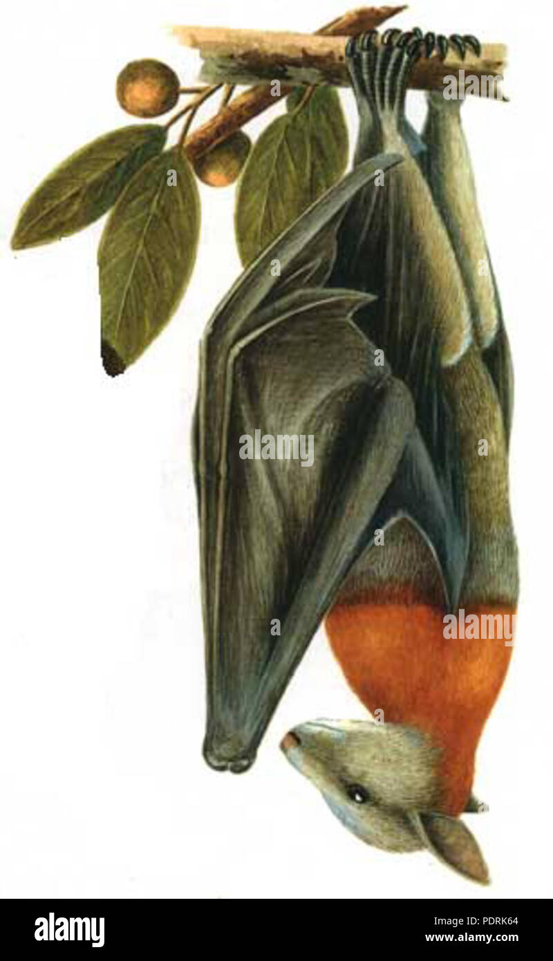 Genus pteropus hi-res stock photography and images - Alamy