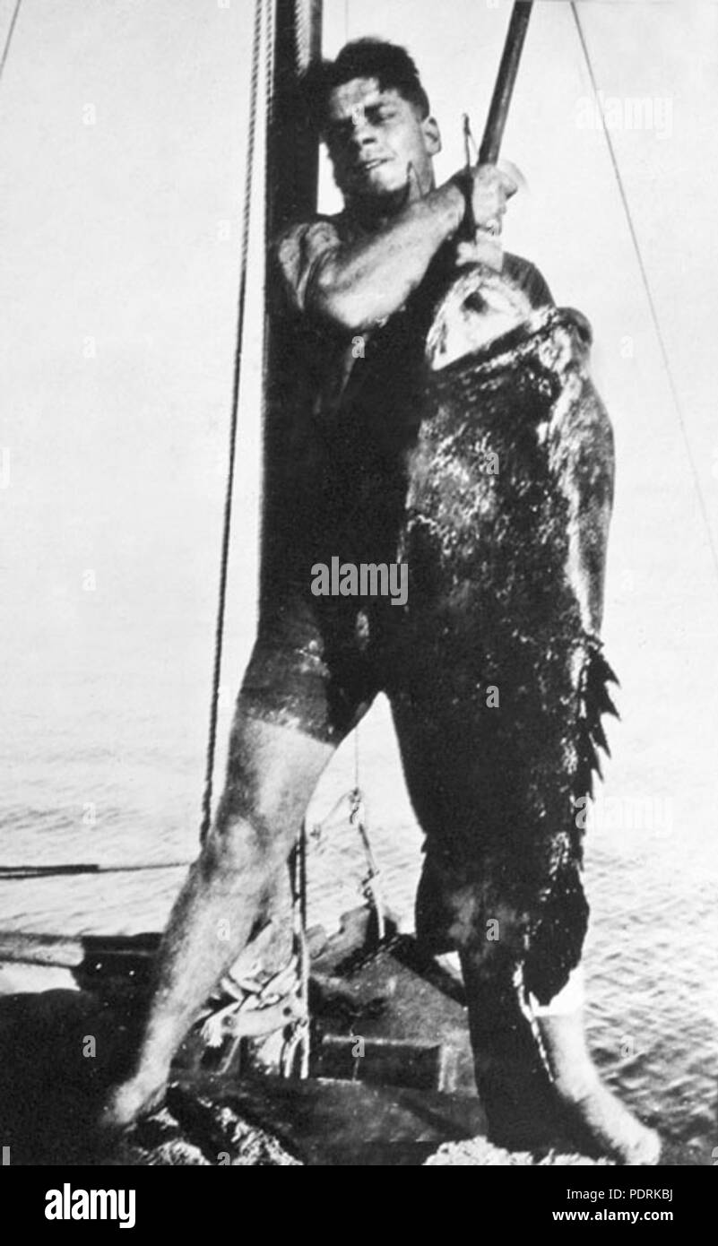 100 Queensland State Archives 1026 Groper fish caught in Capricorn ...