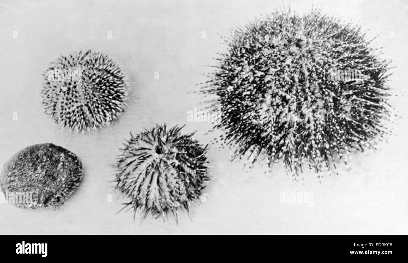 Salmacis belli hi-res stock photography and images - Alamy