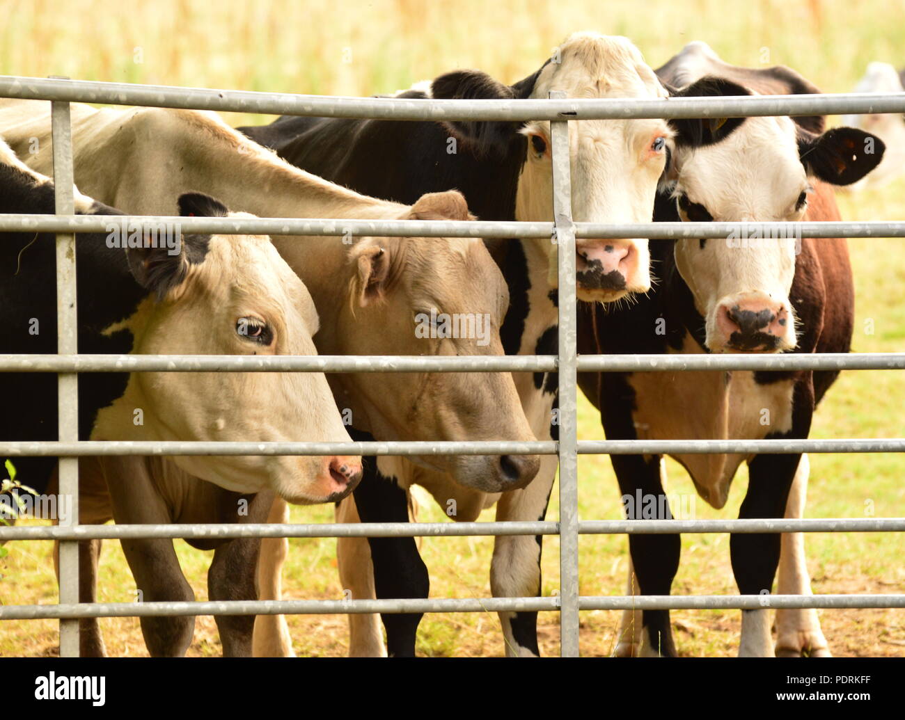 Cow and gate milk hi-res stock photography and images - Alamy