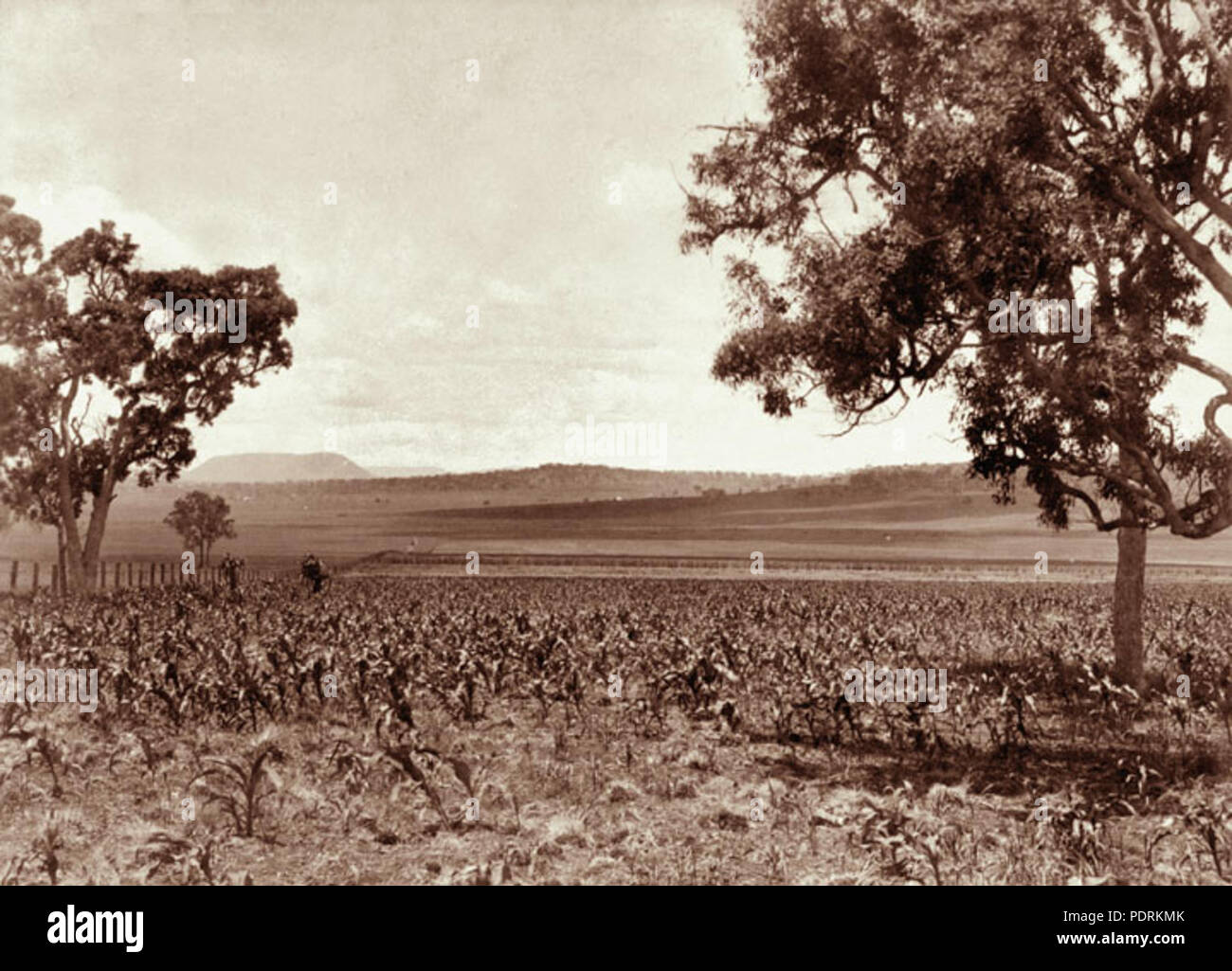 106 Queensland State Archives 2323 Cornfield at Wilsons farm Warwick ...
