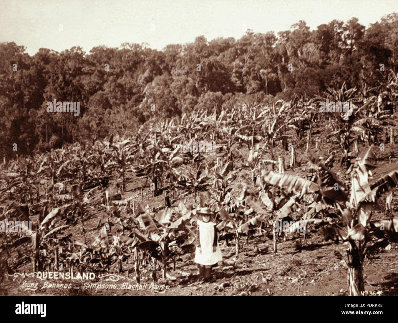 Blackall range hi-res stock photography and images - Alamy