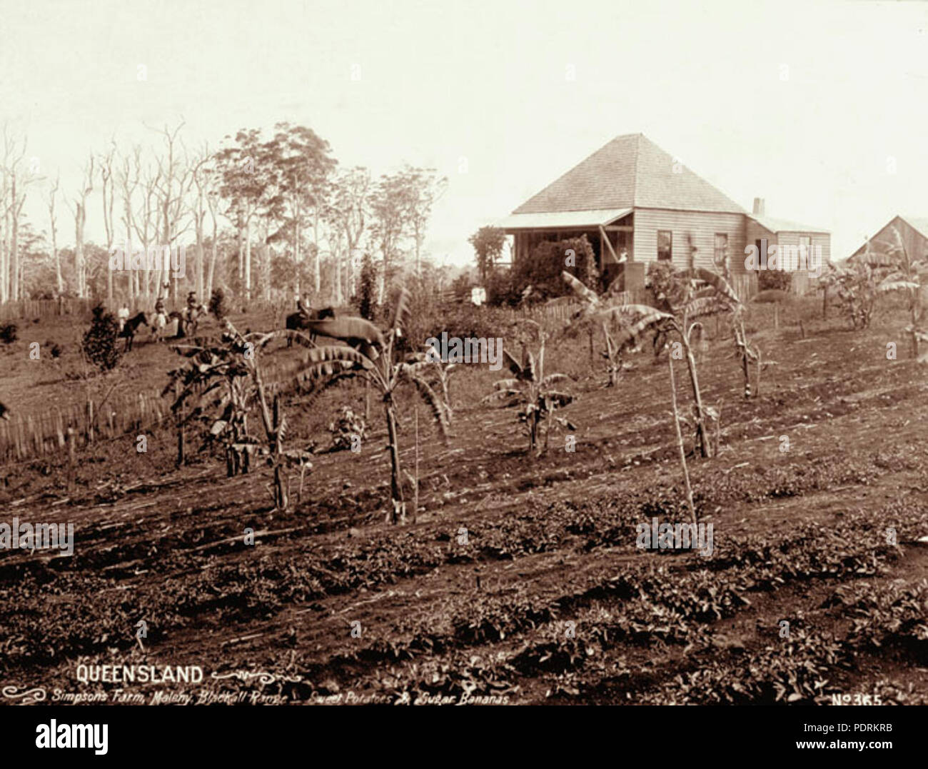 Simpsons farm hi-res stock photography and images - Alamy