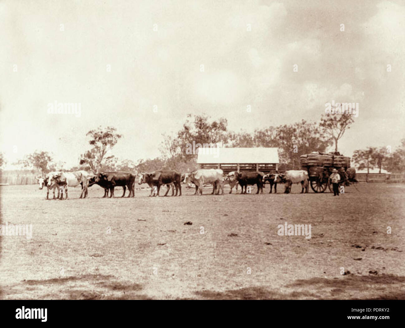 107 Queensland State Archives 2473 Bullock dray with wool from Yandilla ...
