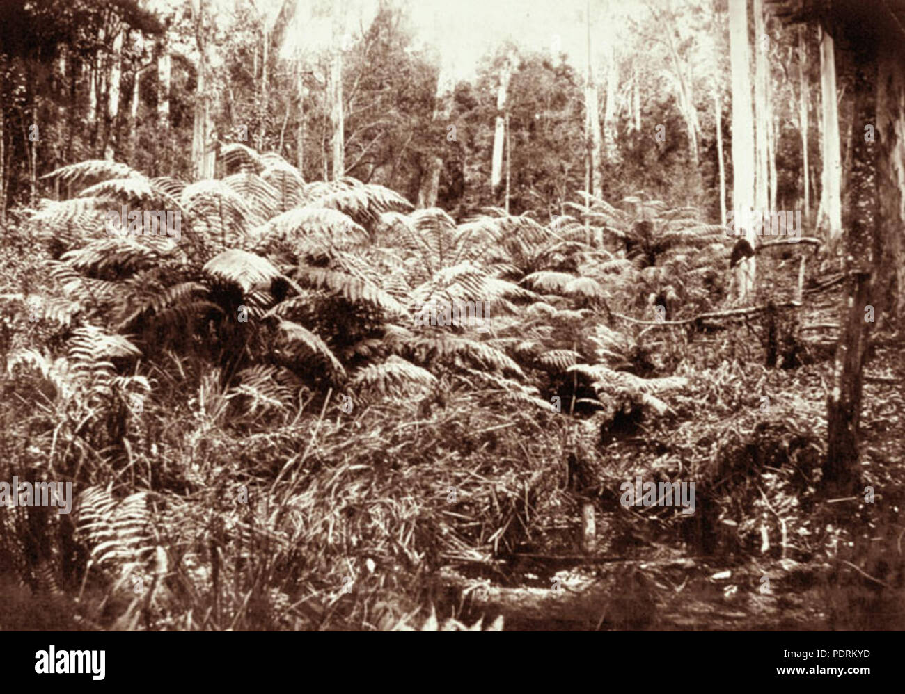 Botany archives hi-res stock photography and images - Alamy