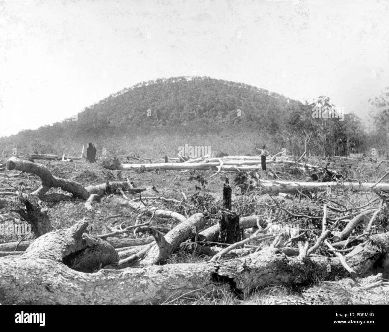 107 Queensland State Archives 2615 Training farm Beerburrum December ...