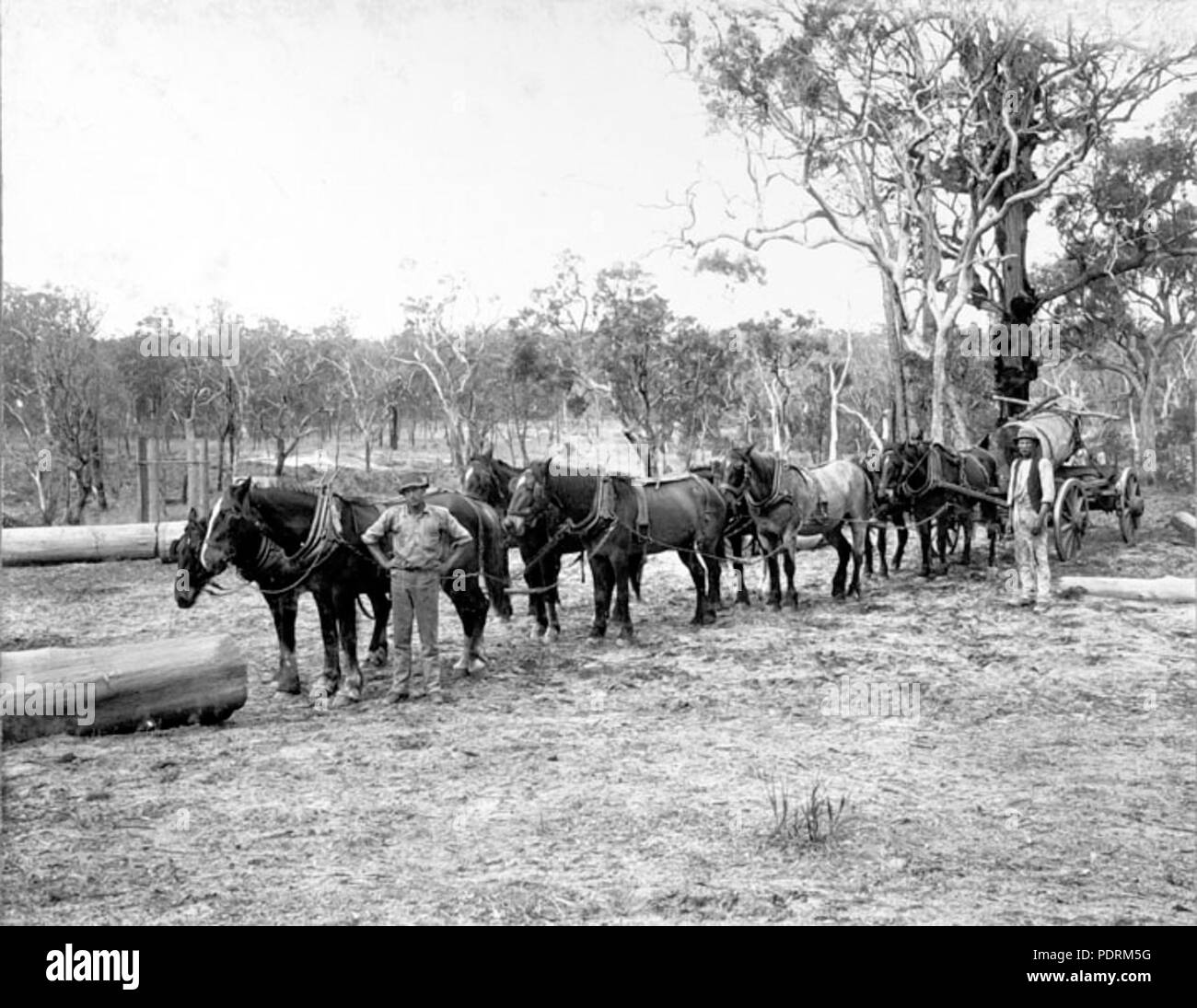 107 Queensland State Archives 2639 Logs for the sawmill Stanthorpe ...