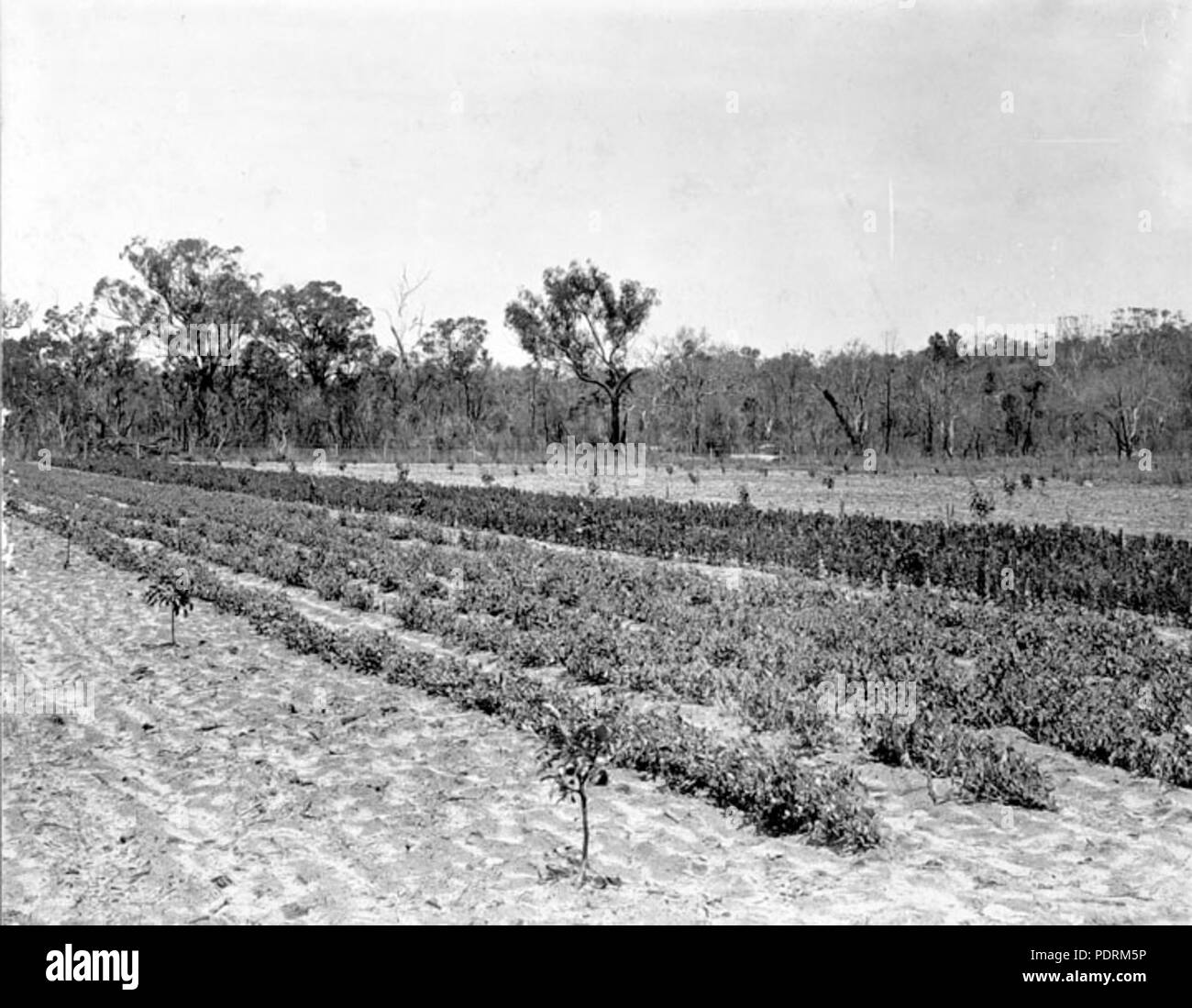 107 Queensland State Archives 2642 Fruit trees and peas Stanthorpe ...