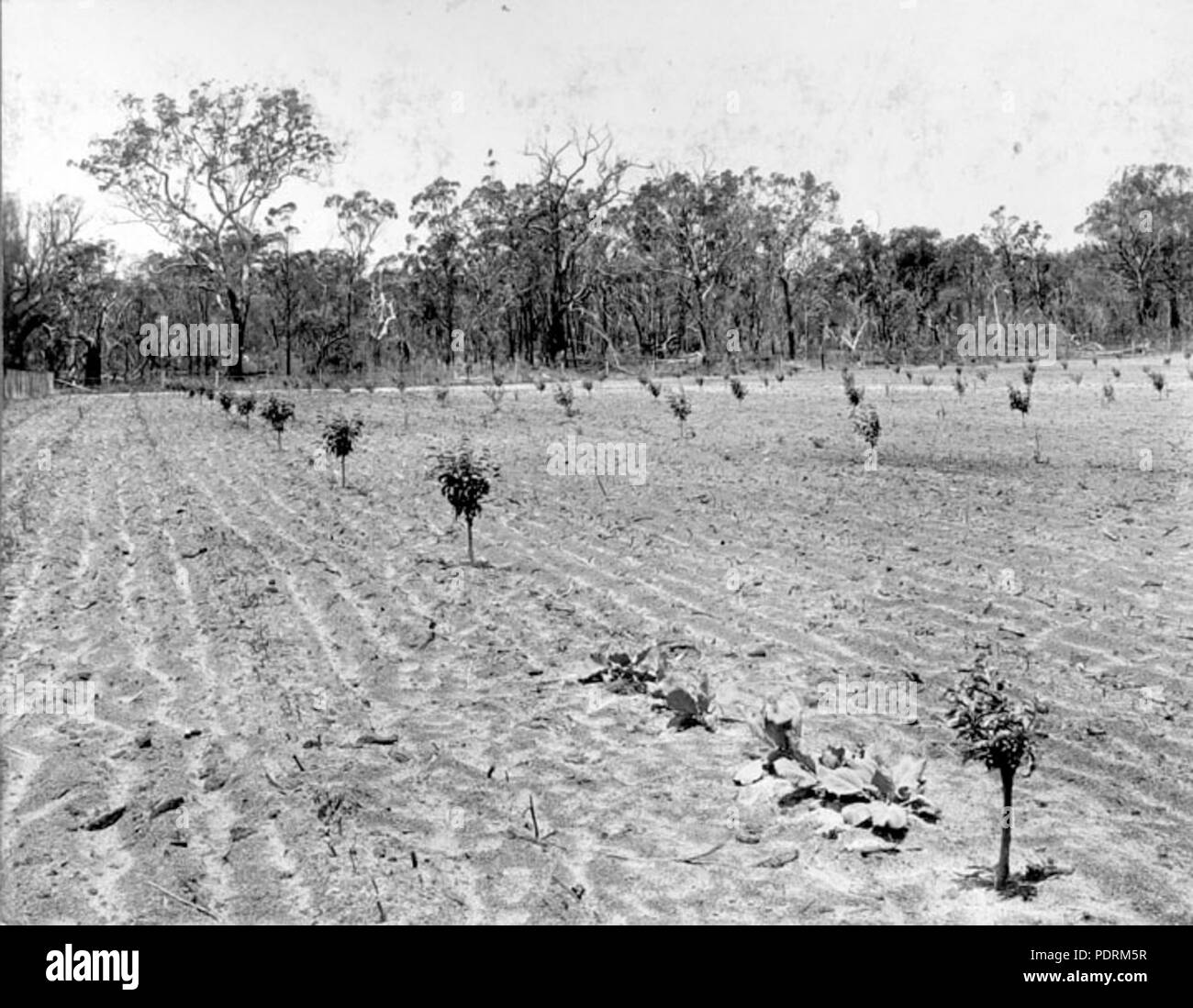 Trees just planted hi-res stock photography and images - Alamy