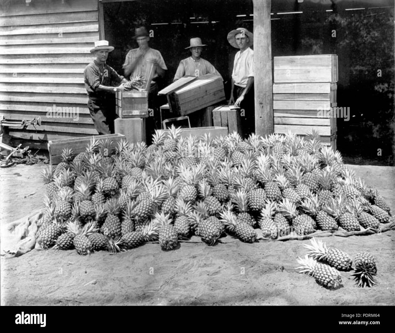 Beerburrum Black and White Stock Photos & Images - Alamy