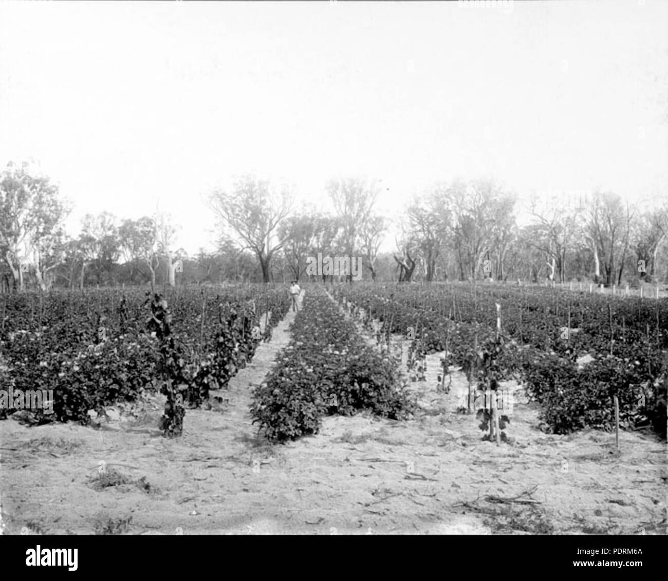 Grape vines farm Black and White Stock Photos & Images - Alamy