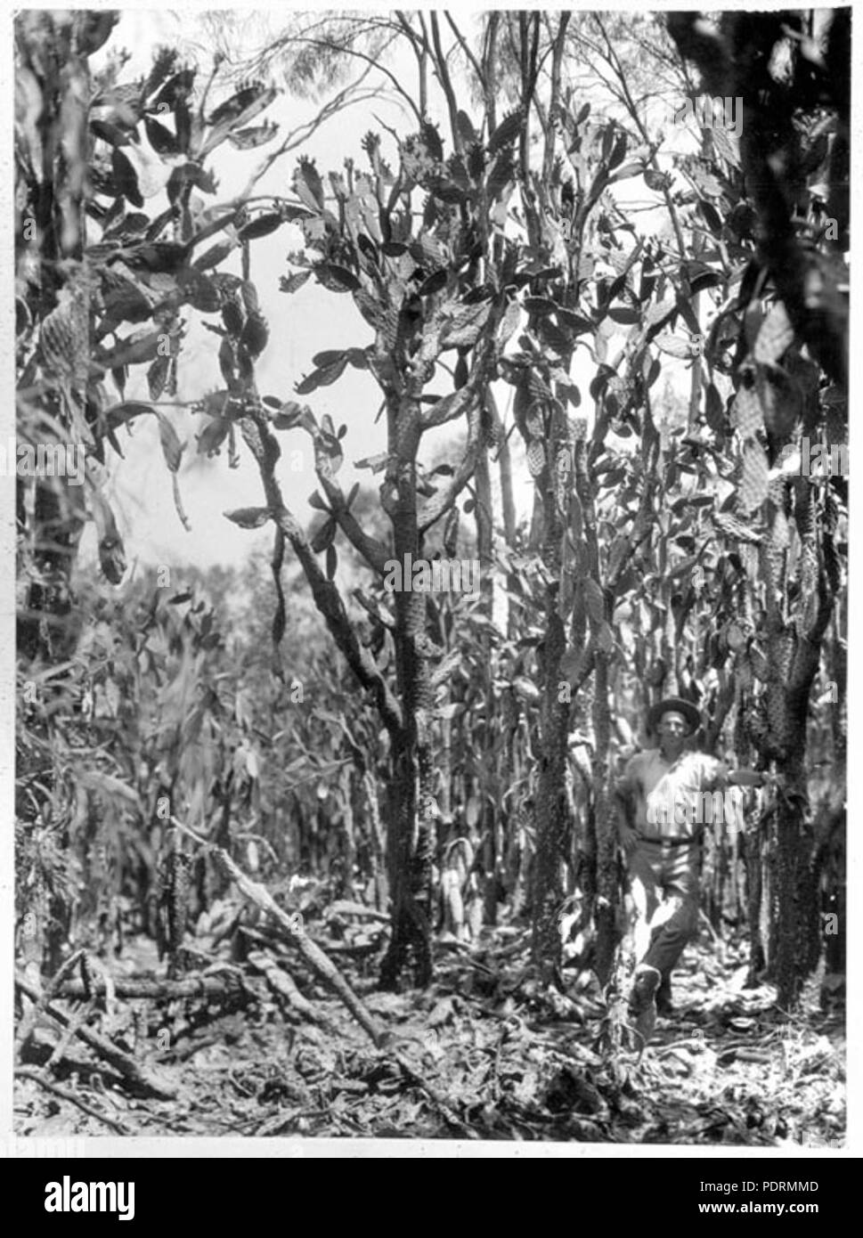 Prickly forest Black and White Stock Photos & Images - Alamy
