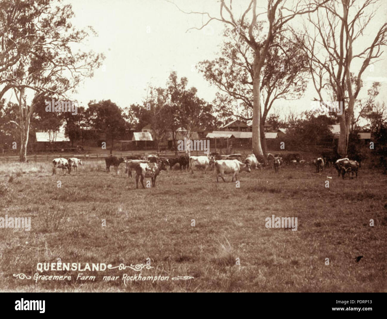Gracemere queensland hi-res stock photography and images - Alamy