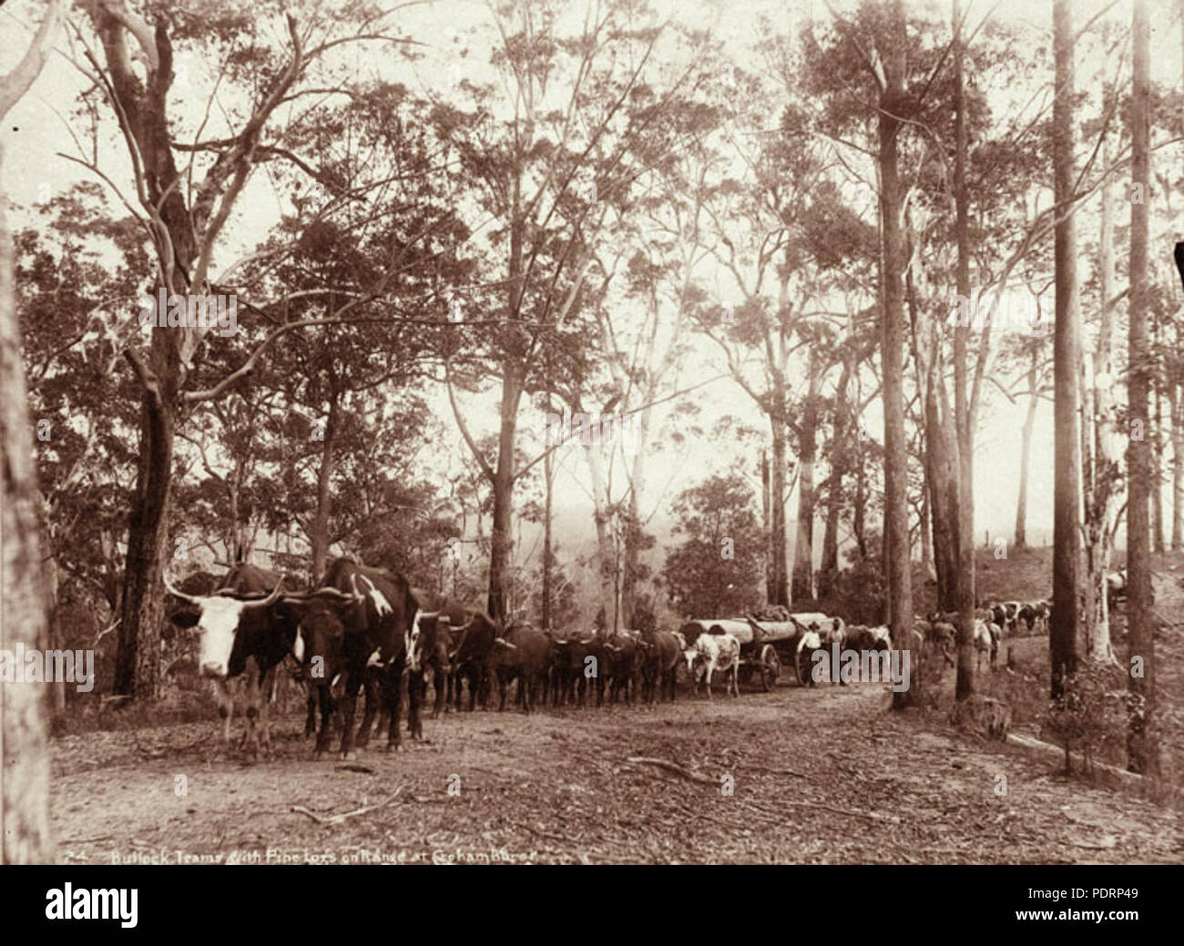 Bullock teams hi-res stock photography and images - Alamy