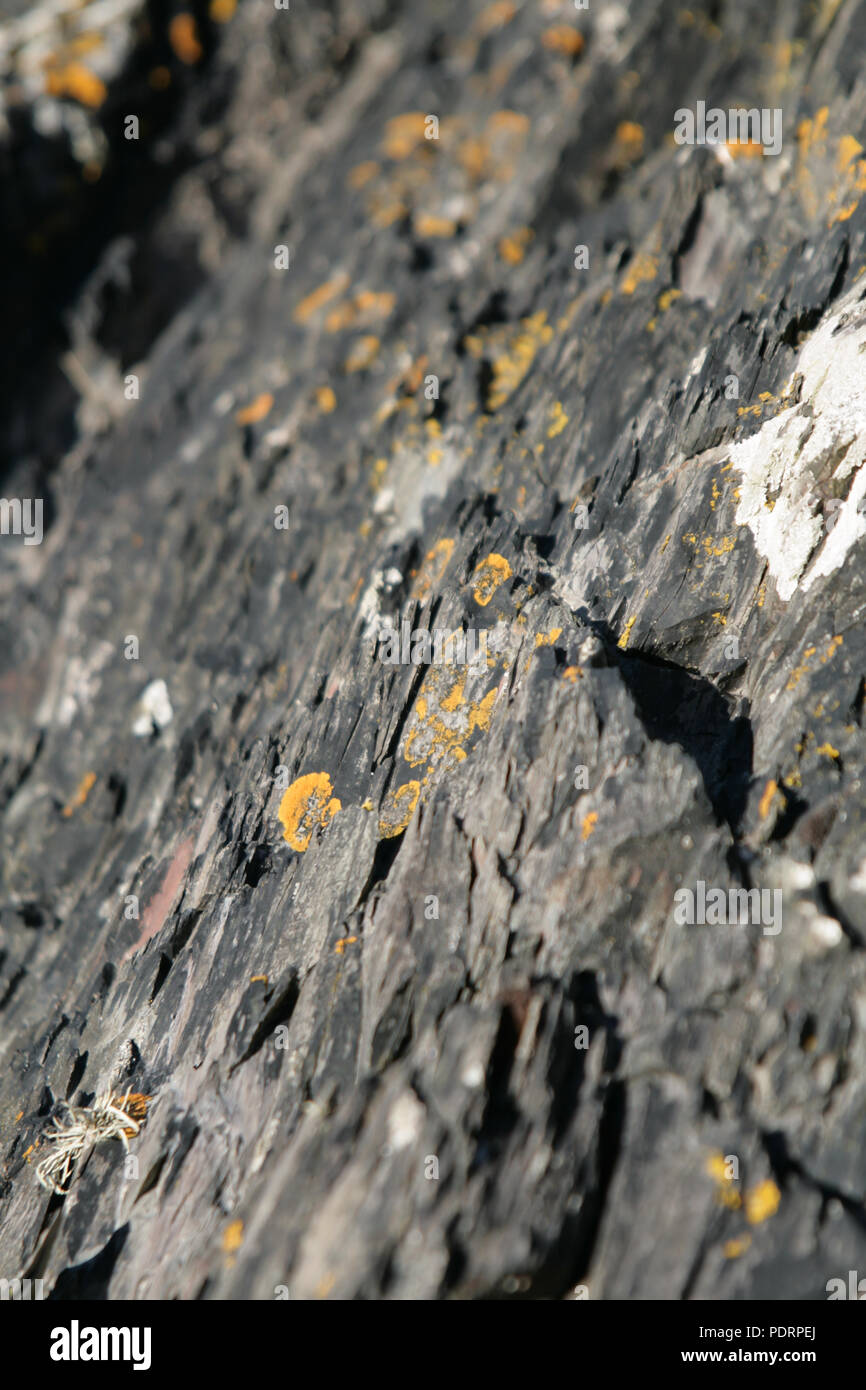 Yellow lichen scotland hi-res stock photography and images - Alamy
