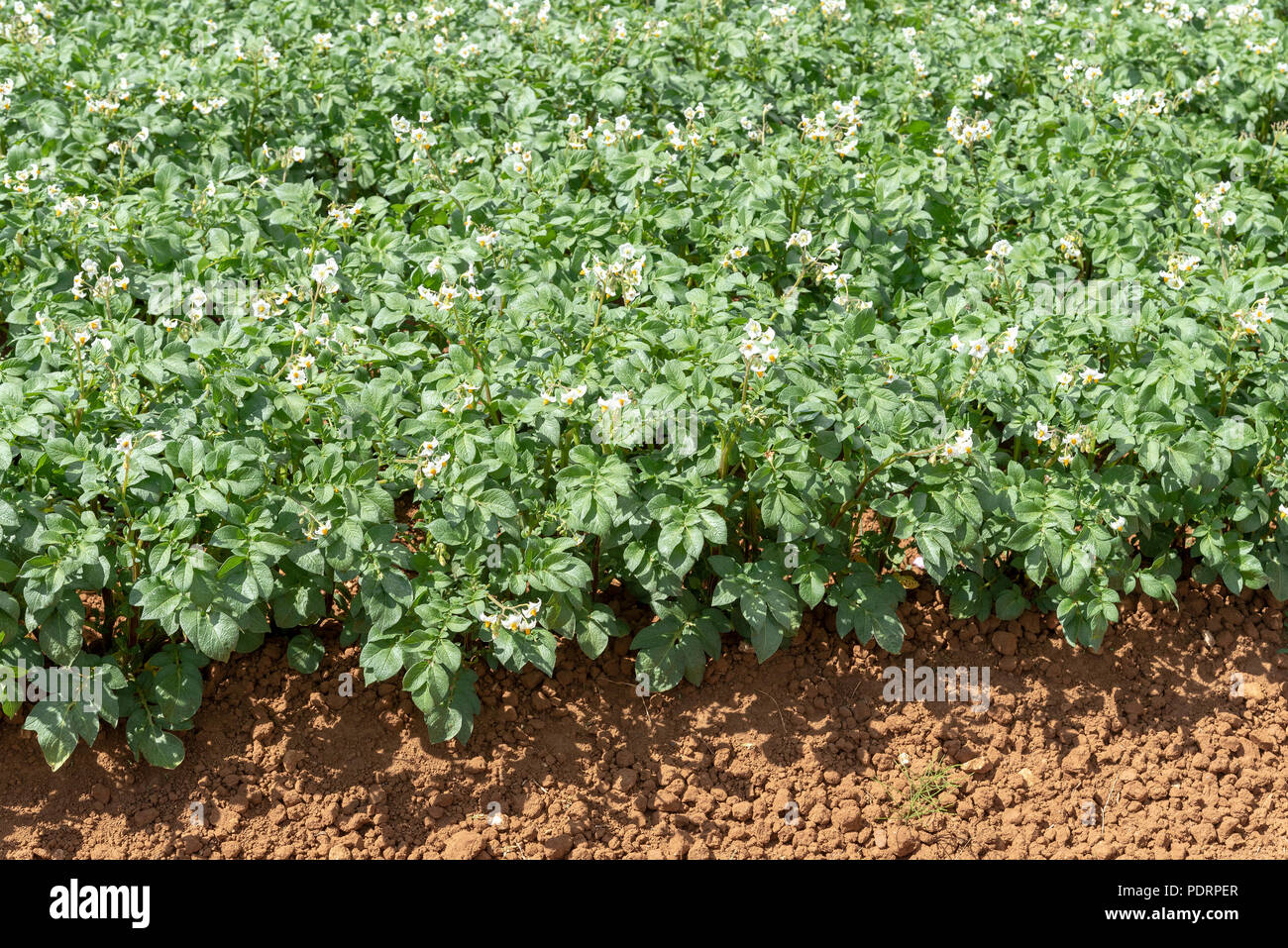Field of potatoes with flowers in bloom. Gloucestershire, England, UK ...
