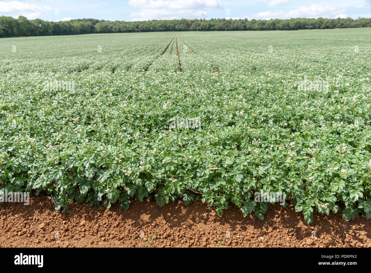 Field of potatoes with flowers in bloom. Gloucestershire, England, UK ...