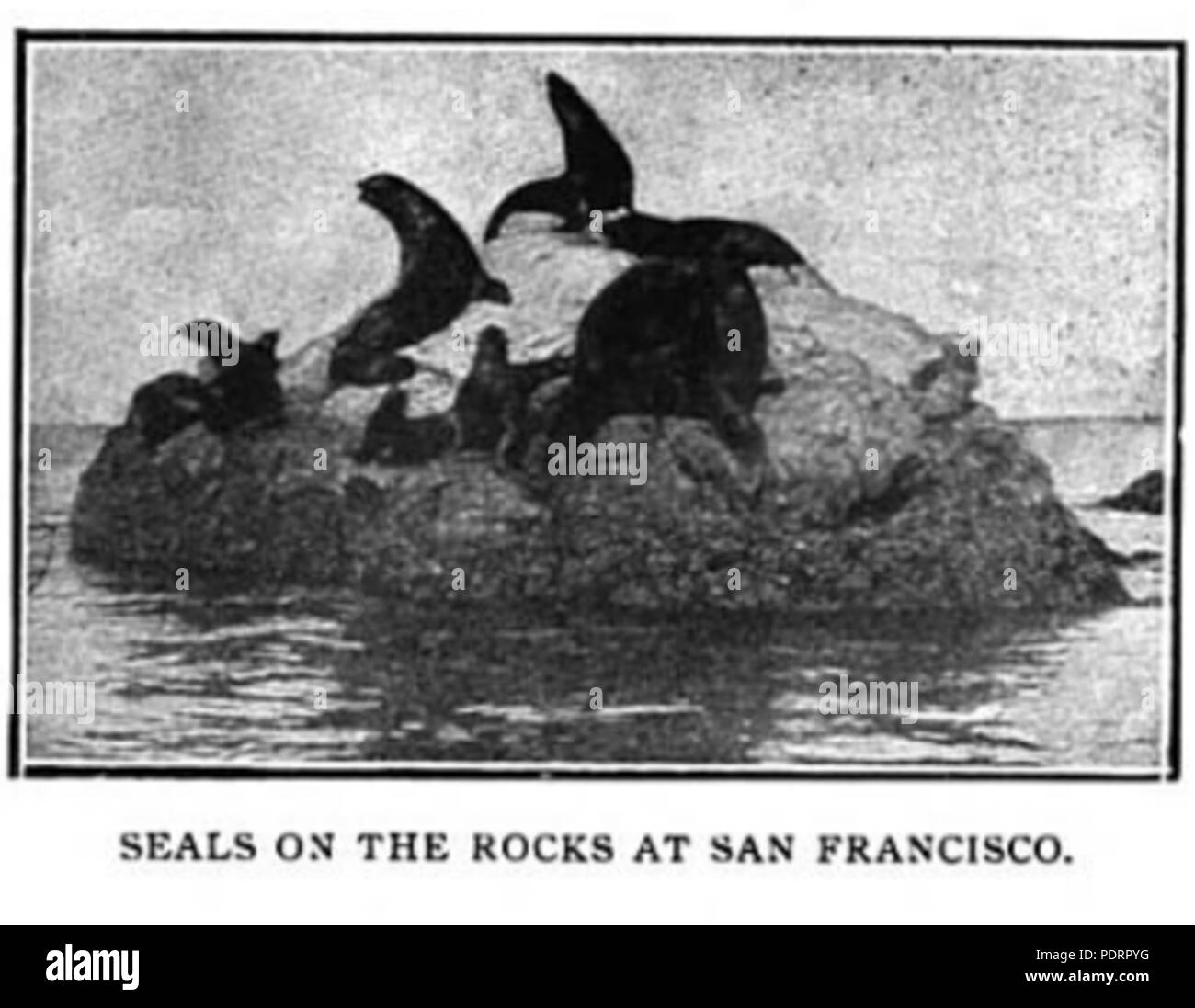San francisco seals Black and White Stock Photos & Images - Alamy