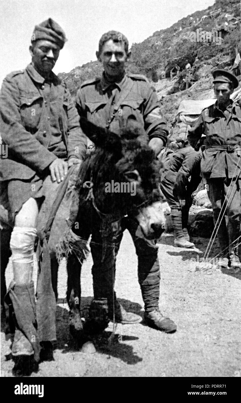 Simpson and his donkey hi-res stock photography and images - Alamy