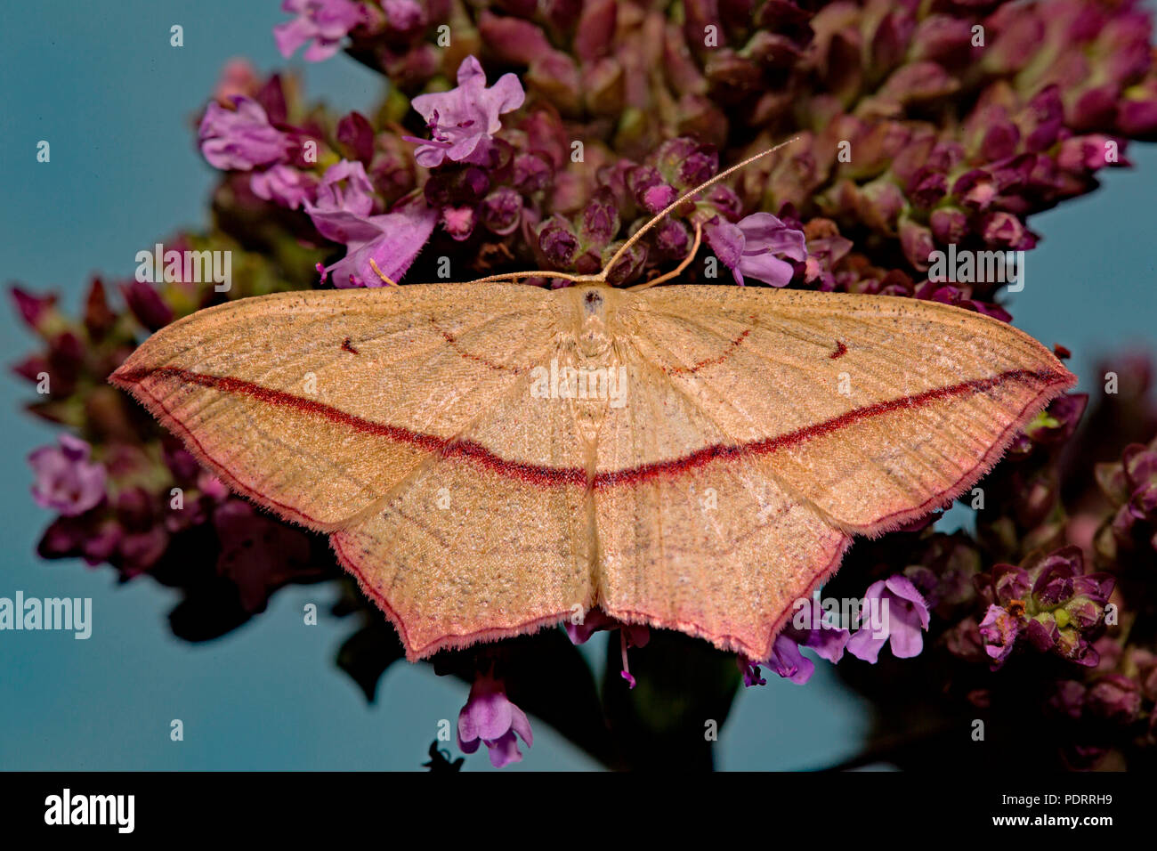 blood-vein moth, Timandra comae Stock Photo - Alamy