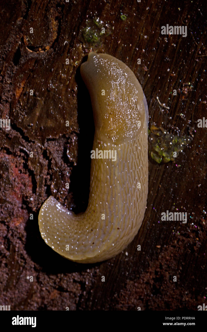 tree slug, Lehmannia marginata Stock Photo - Alamy