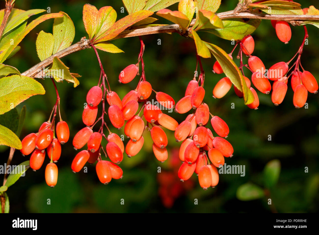common barberry, Berberis vulgaris Stock Photo - Alamy