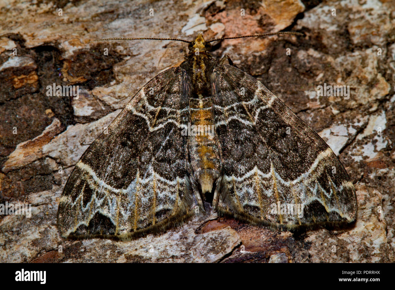 Moth moths insects hi-res stock photography and images - Alamy