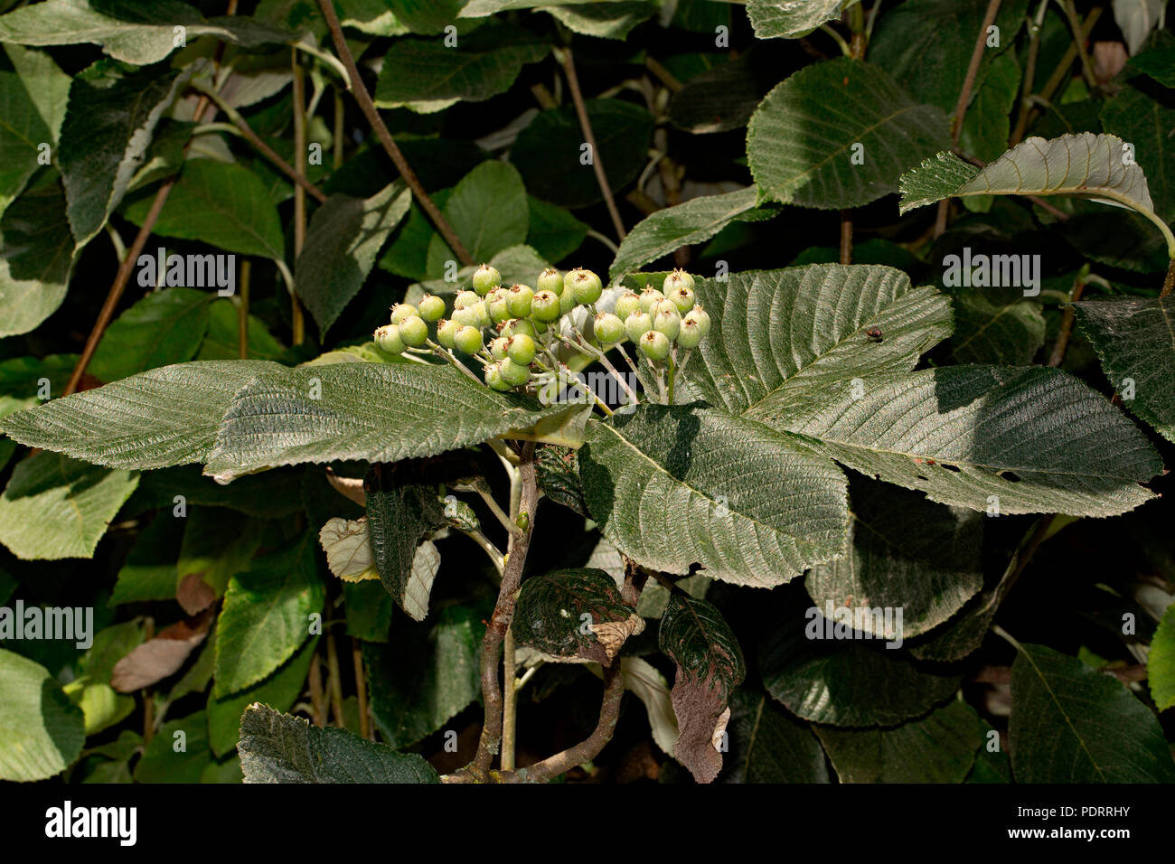 common whitebeam, Sorbus aria Stock Photo - Alamy