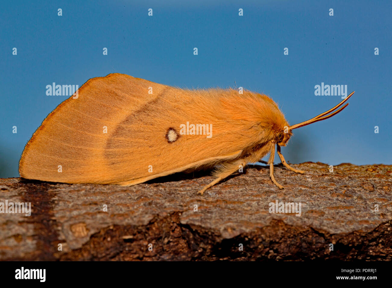oak eggar moth, Lasiocampa quercus Stock Photo - Alamy