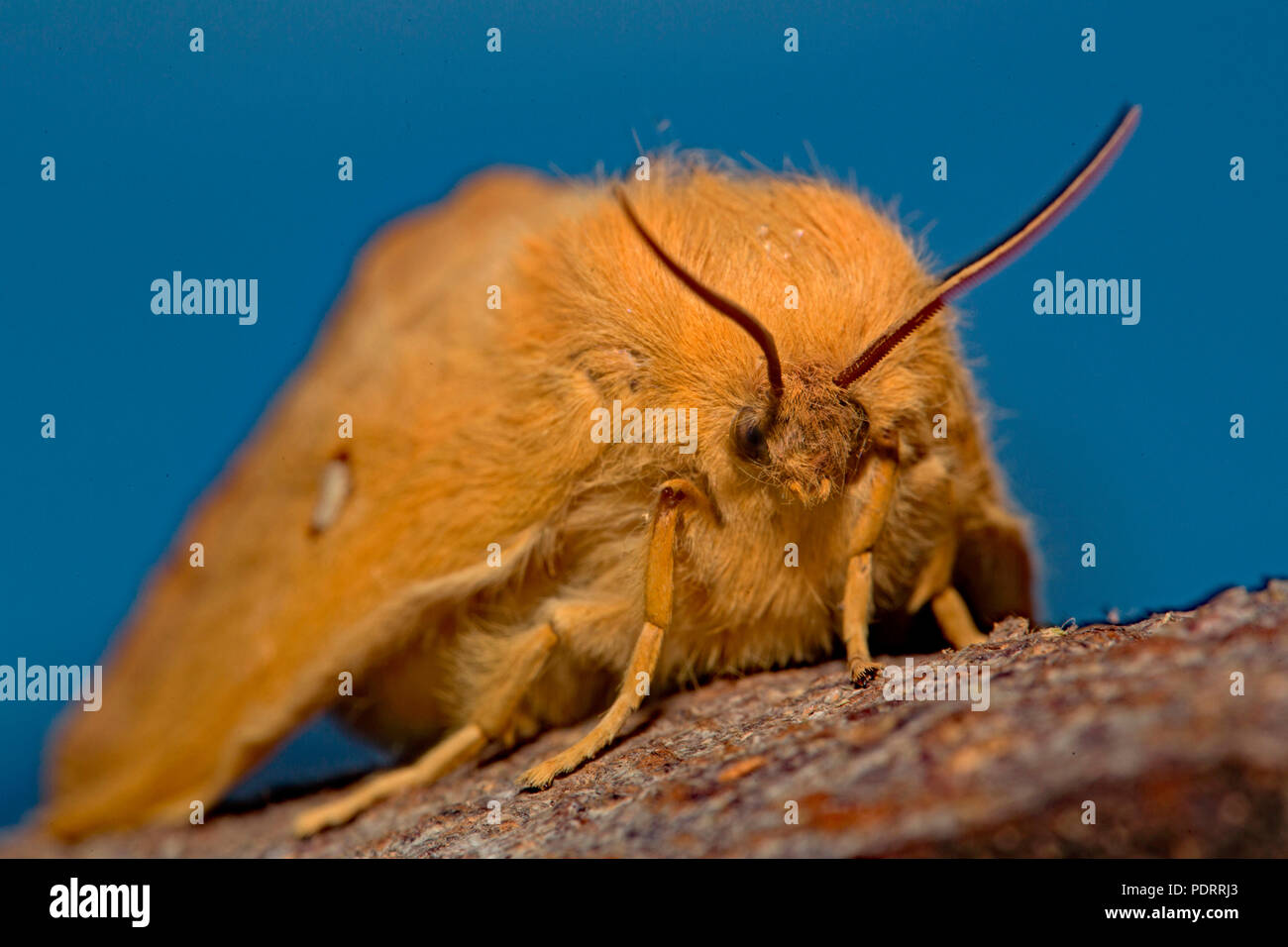 oak eggar moth, female, Lasiocampa quercus Stock Photo - Alamy