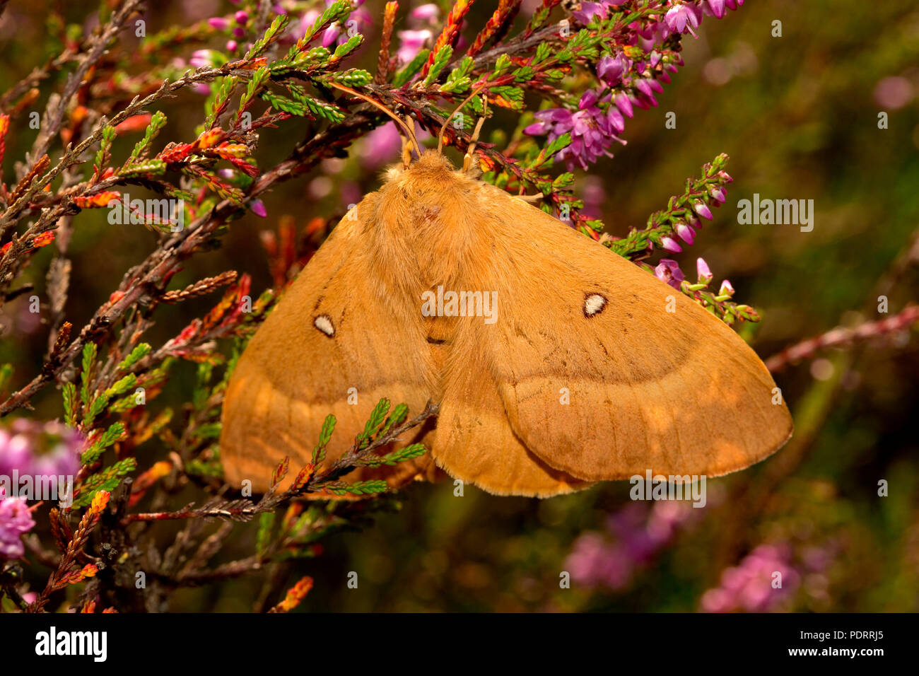 oak eggar moth, female, Lasiocampa quercus Stock Photo - Alamy