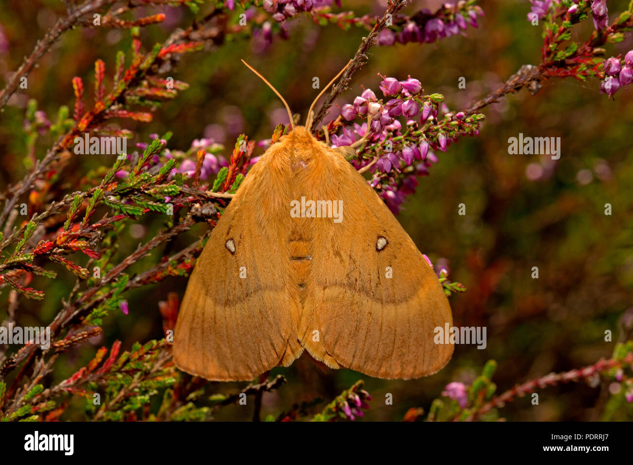 oak eggar moth, female, Lasiocampa quercus Stock Photo - Alamy