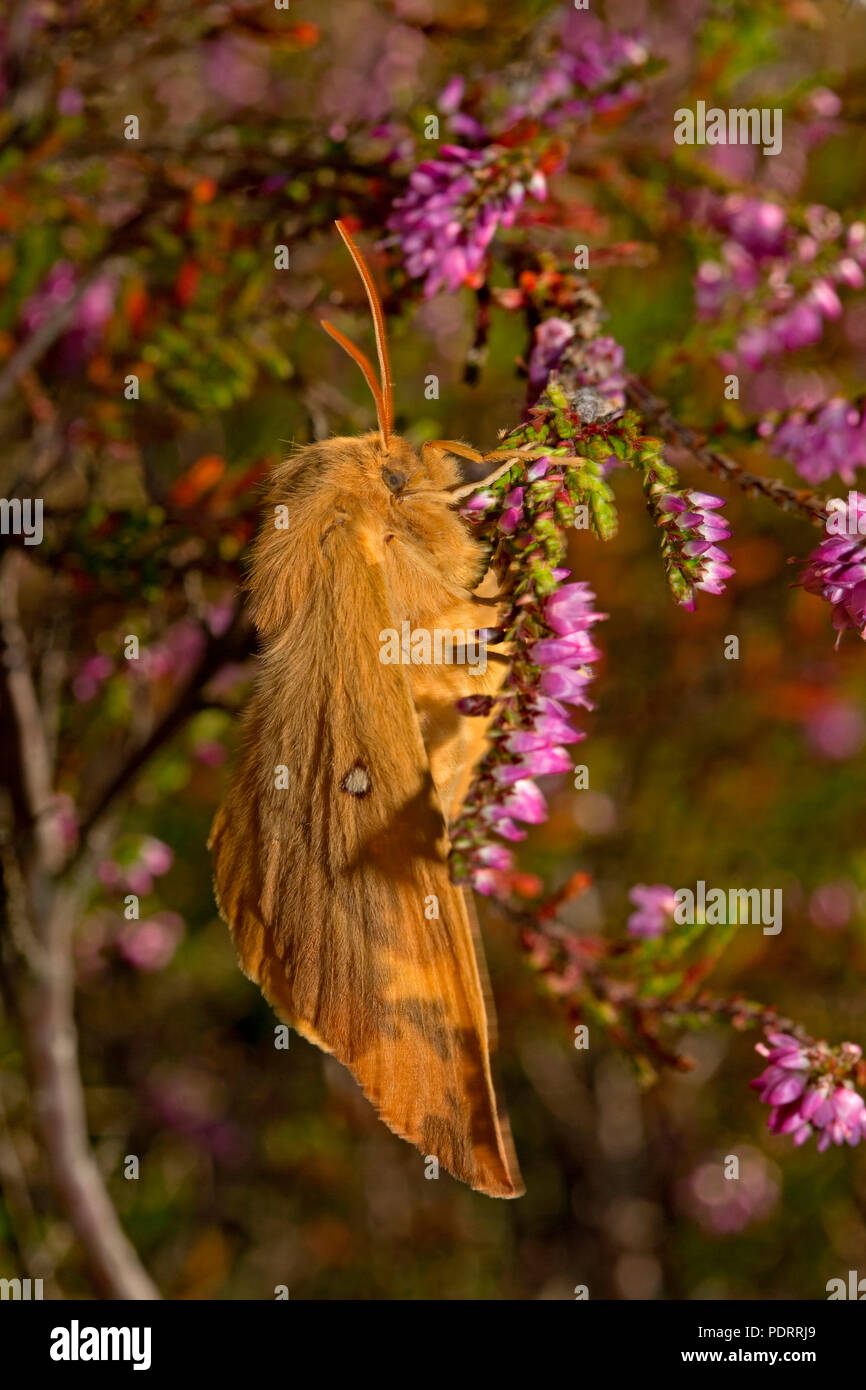 oak eggar moth, female, Lasiocampa quercus Stock Photo - Alamy