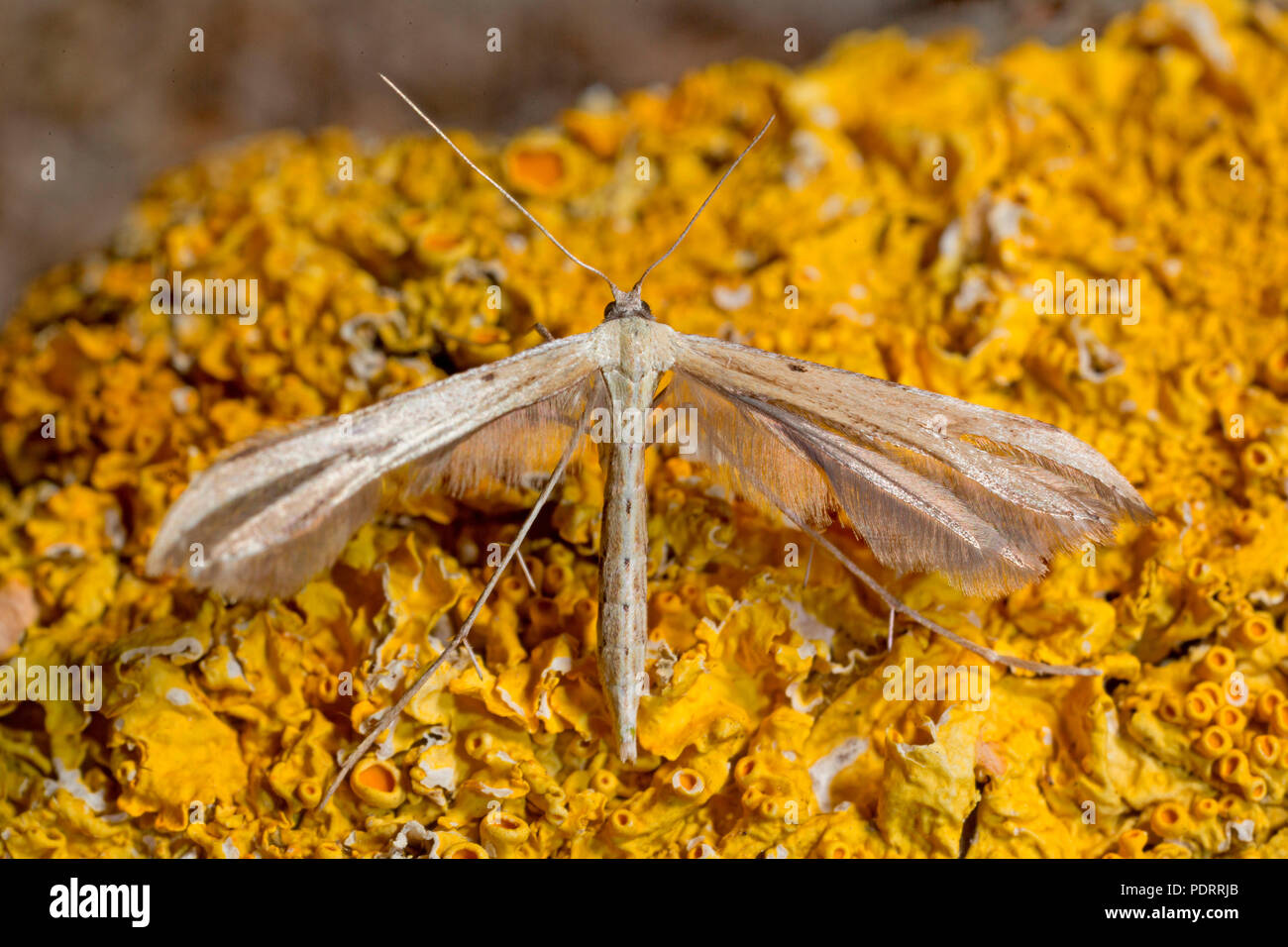 Plume moth hi-res stock photography and images - Alamy