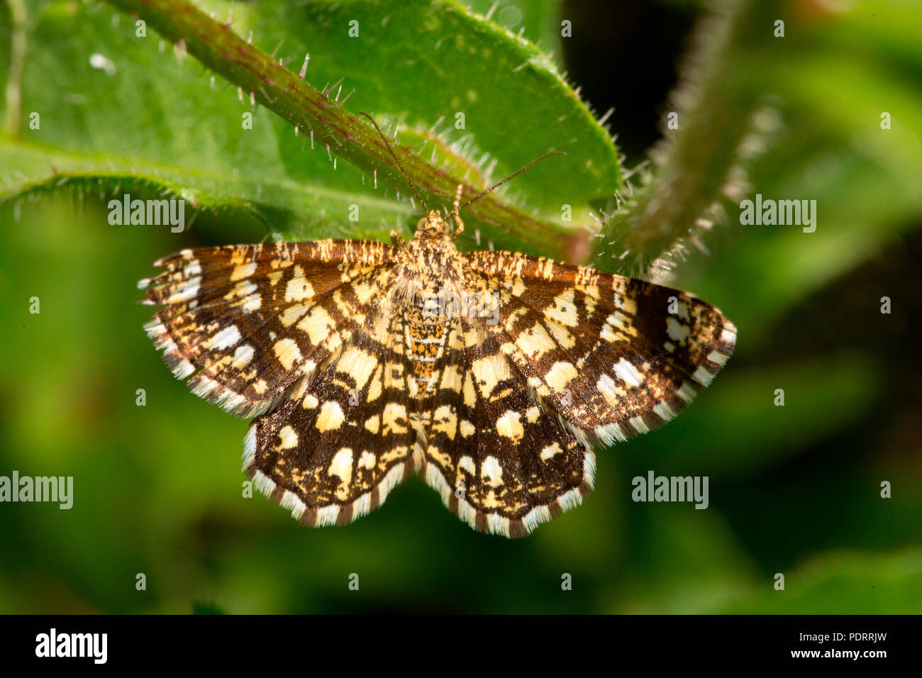 latticed heath moth, Chiasmia clathrata Stock Photo - Alamy