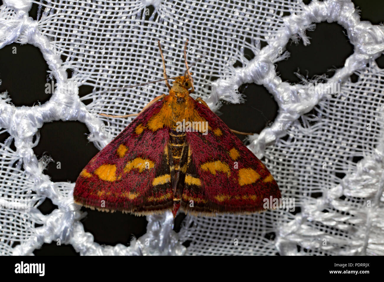 mint moth on curtain, Pyrausta aurata Stock Photo - Alamy