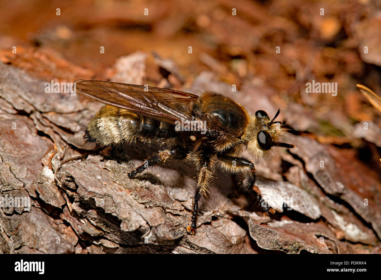 Adult robberfly hi-res stock photography and images - Alamy