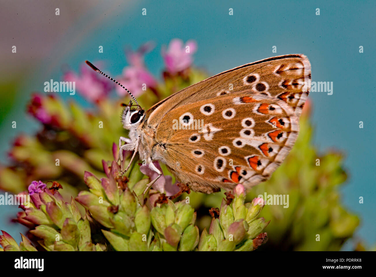 Adonis blue hi-res stock photography and images - Alamy
