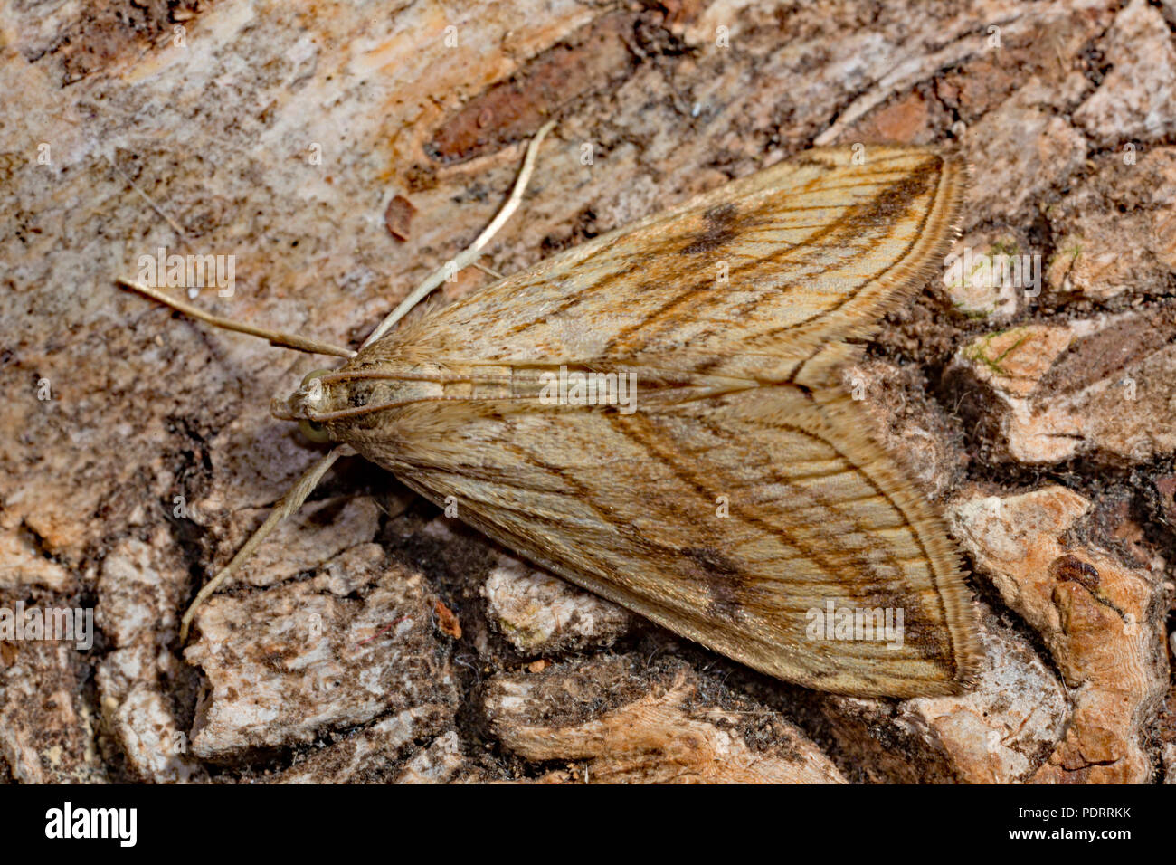 garden pebble moth, Evergestis forficalis Stock Photo - Alamy