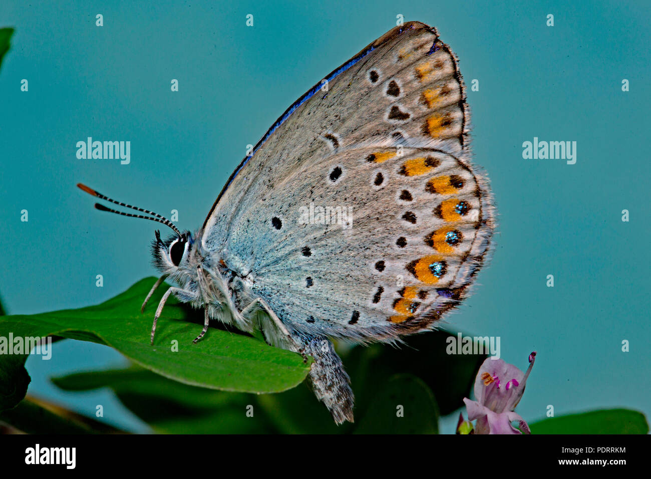 reverdin's blue, male, Plebejus argyrognomon Stock Photo - Alamy