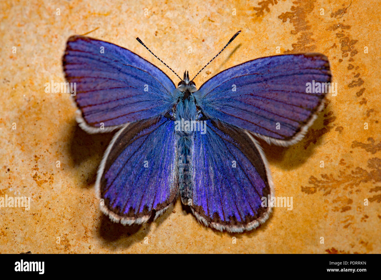 reverdin's blue, male, trace fossils, Plebejus argyrognomon Stock Photo ...