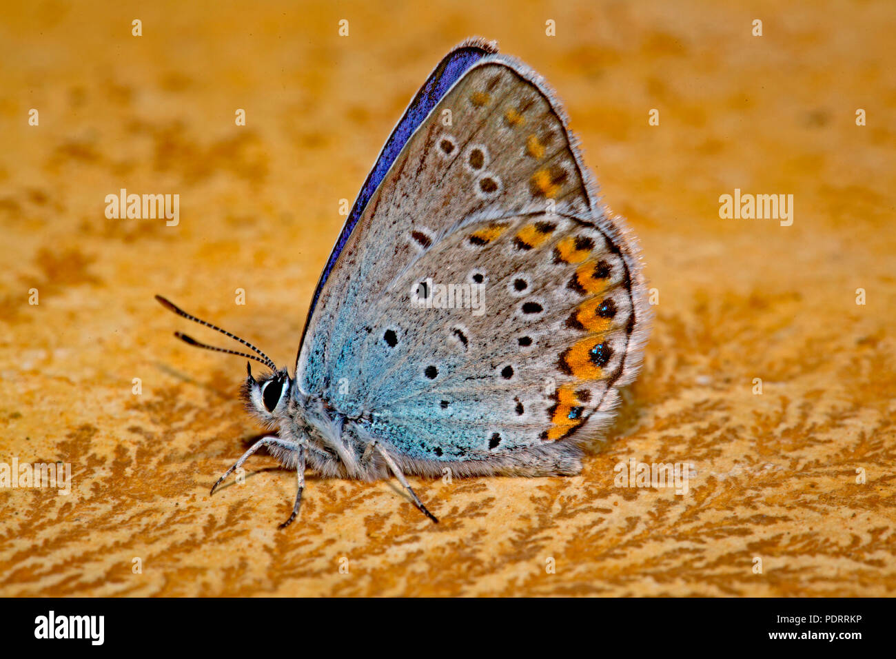 reverdin's blue, trace fossils, Plebejus argyrognomon Stock Photo - Alamy