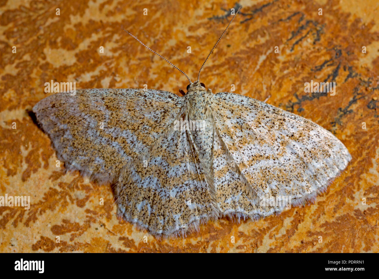 Trace fossils hi-res stock photography and images - Alamy