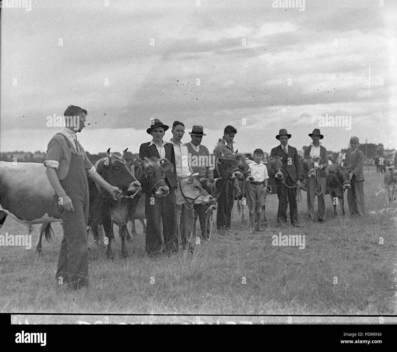 Cattle judging hi-res stock photography and images - Alamy