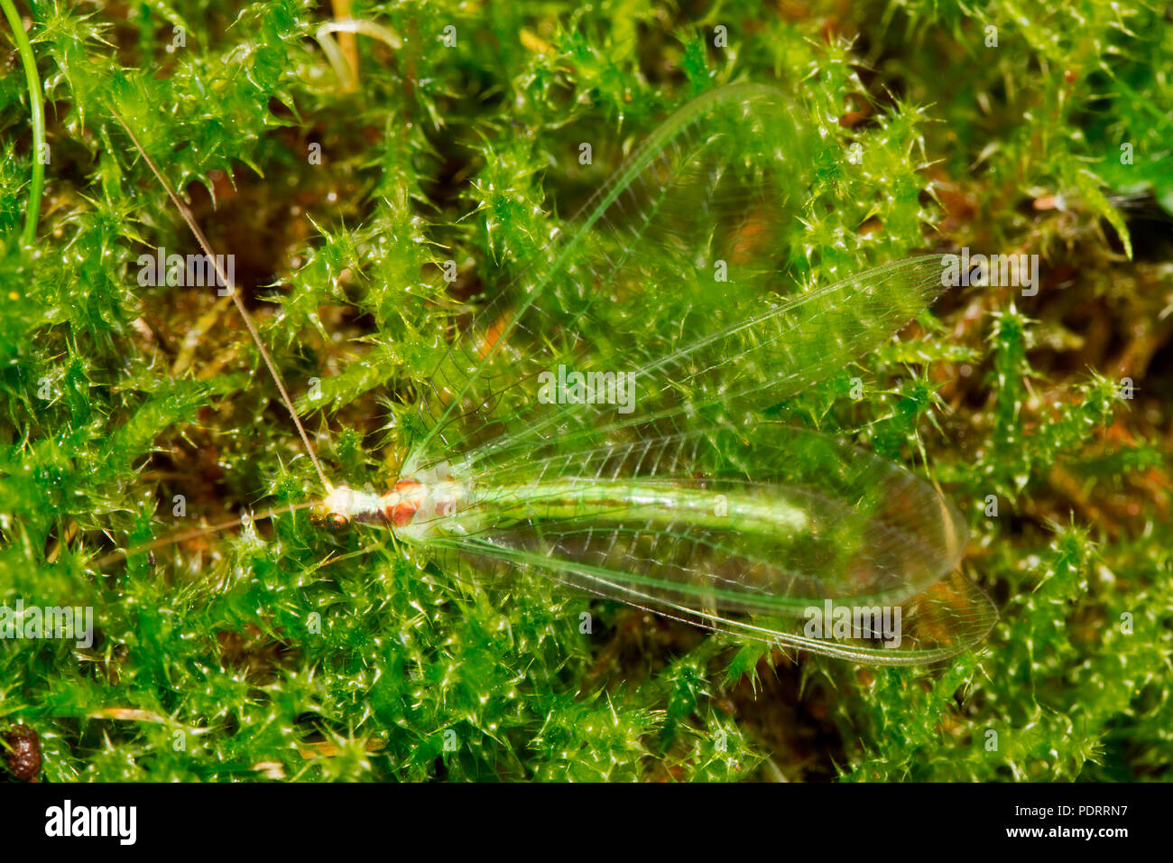 chrysoperla mediterranean, Chrysoperla mediterranea Stock Photo - Alamy