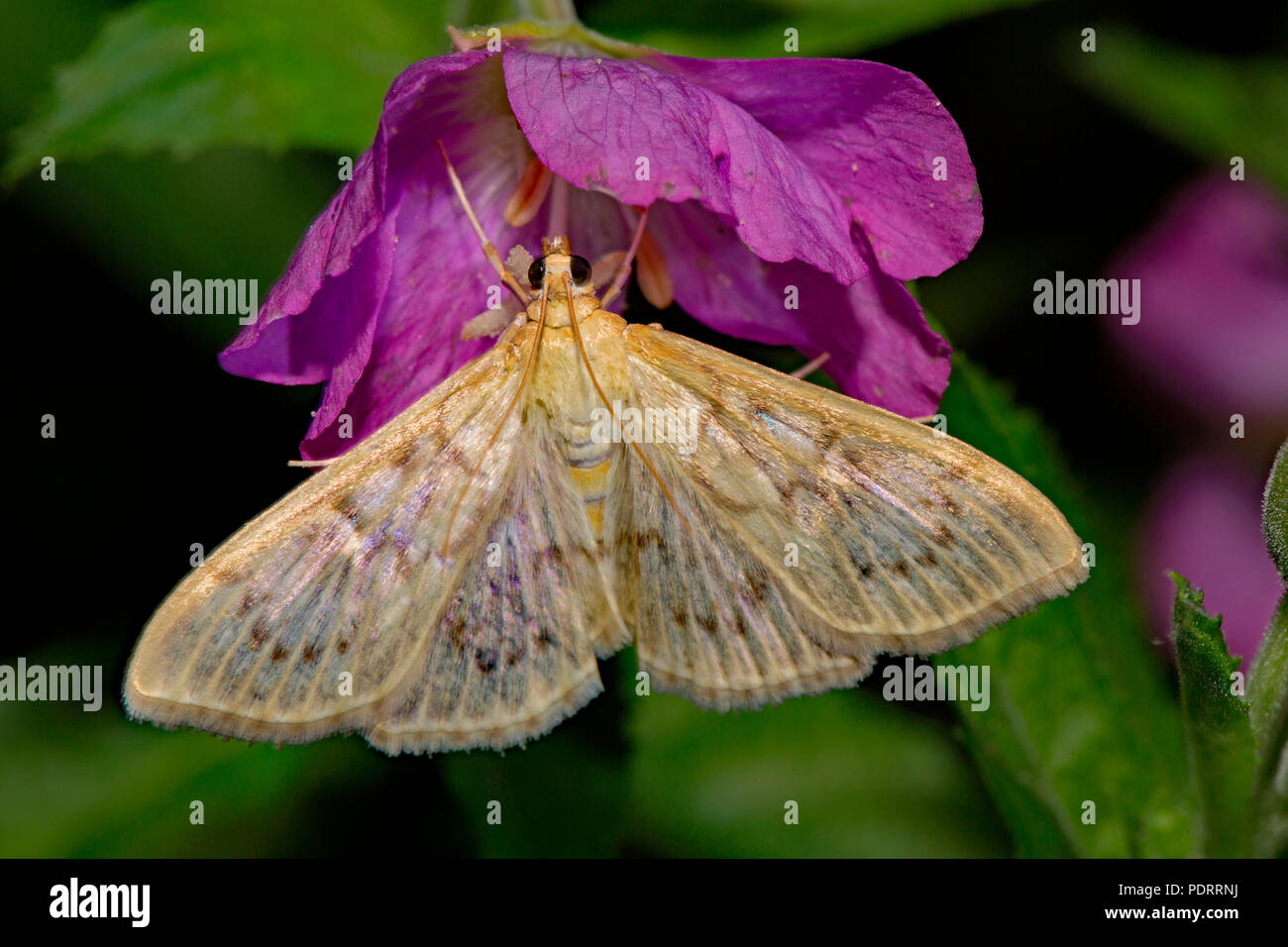 mother of pearl moth, Pleuroptya ruralis Stock Photo - Alamy